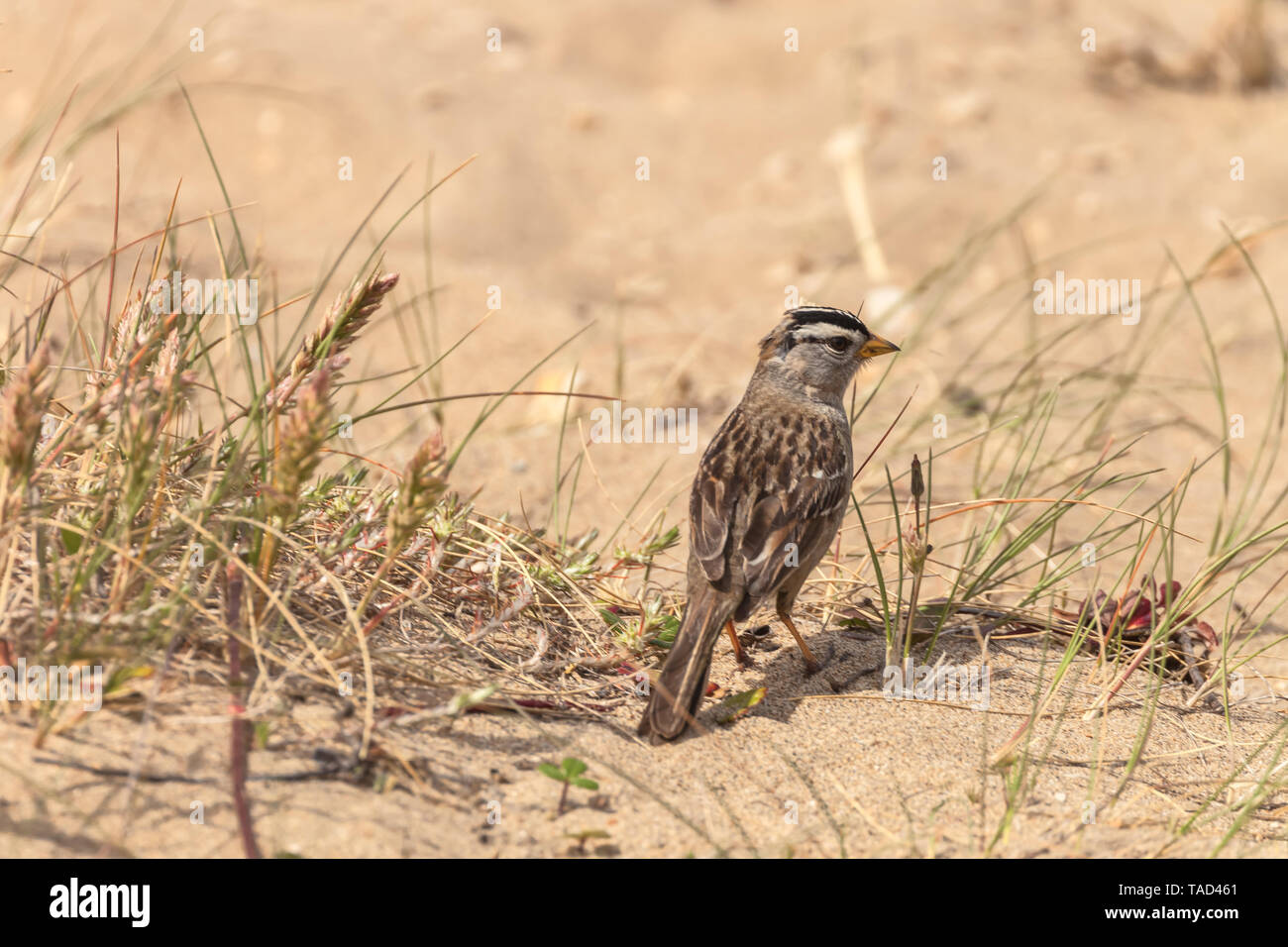 A white-crowned sparrow is searching for food among the vegetation at ...