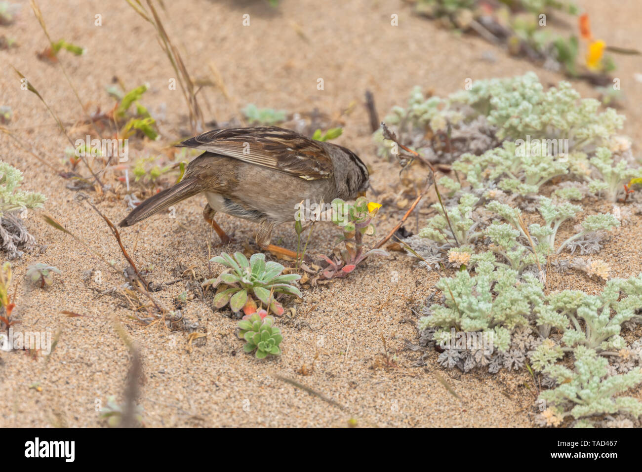 A white-crowned sparrow is searching for food among the vegetation at ...