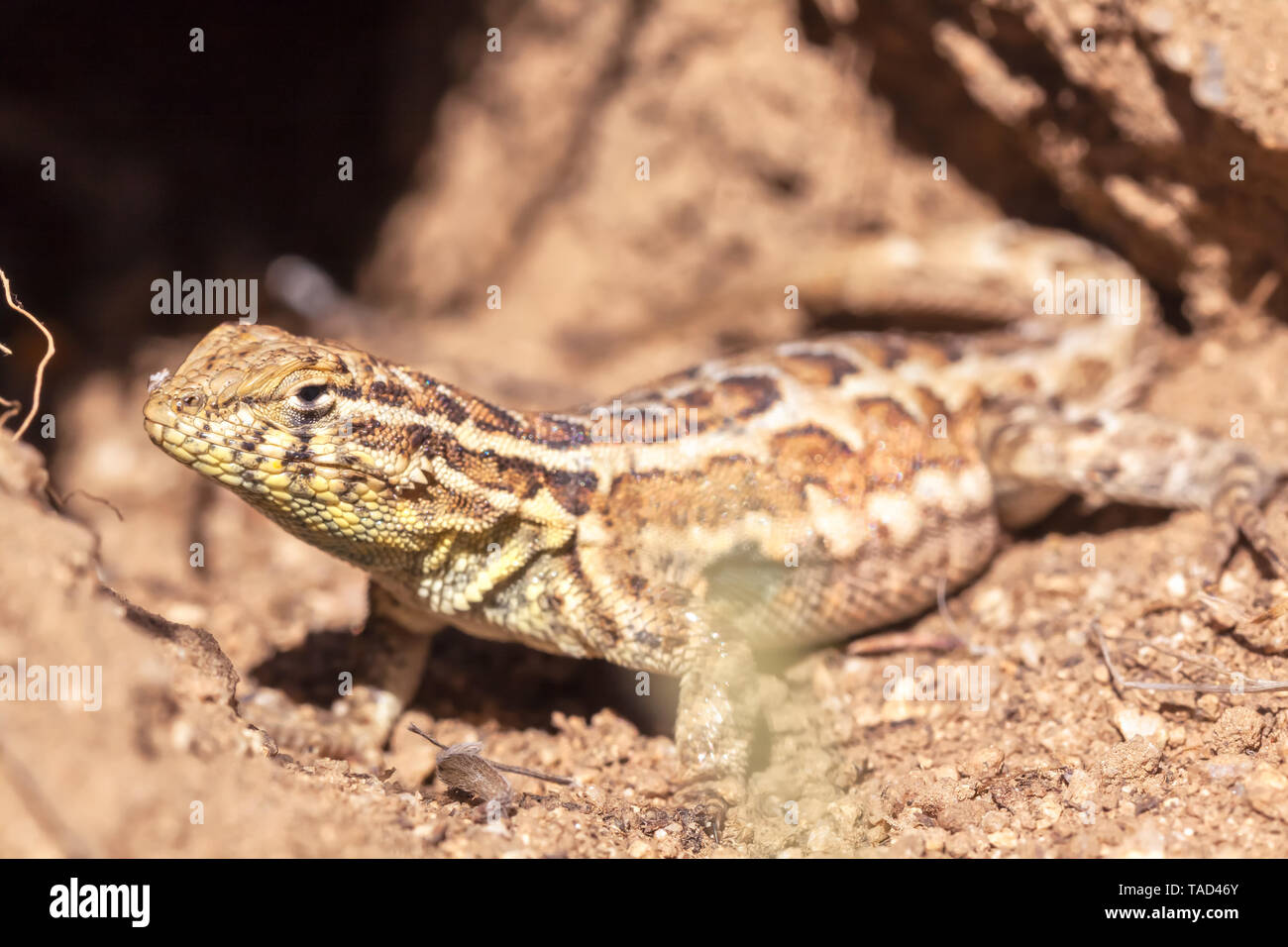 Common side-blotched lizard is sunbathing at its burrow, Antelope ...