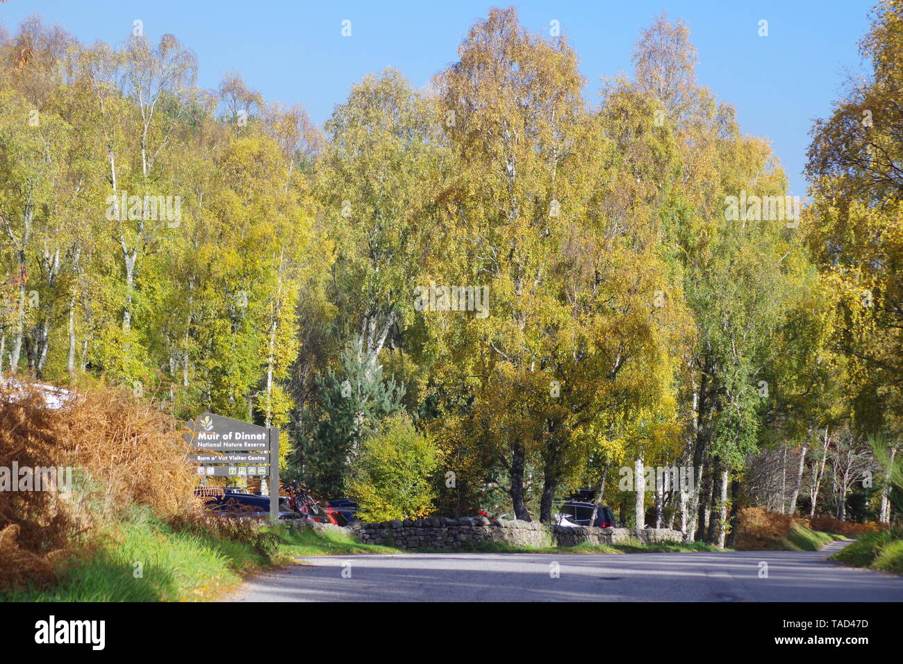 Muir of Dinnet NNR, Visitor Centre by Golden Autumn Birch Woodland ...