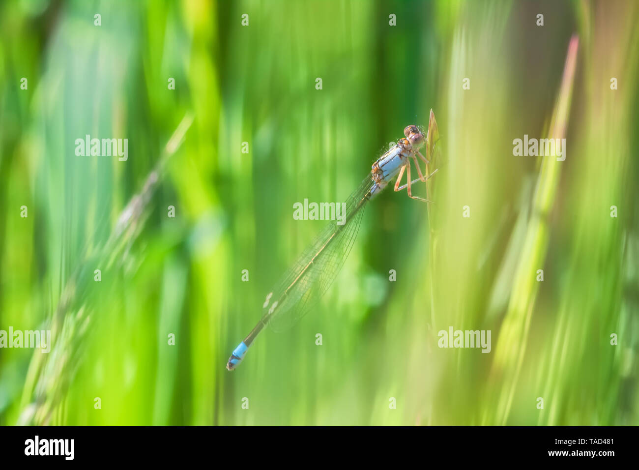 Female pacific forktail hi-res stock photography and images - Alamy