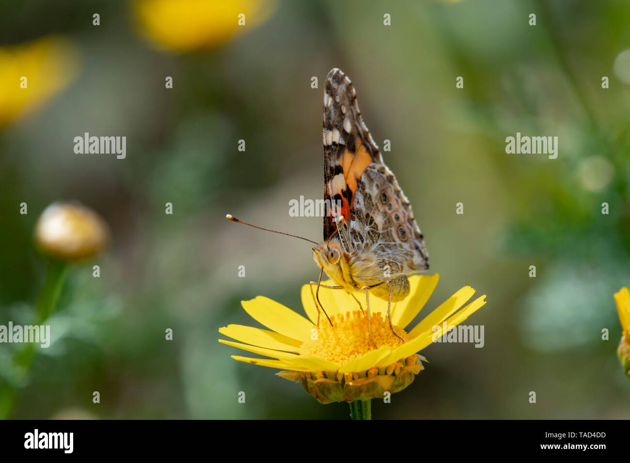 summer butterfly in northern Israel Stock Photo - Alamy