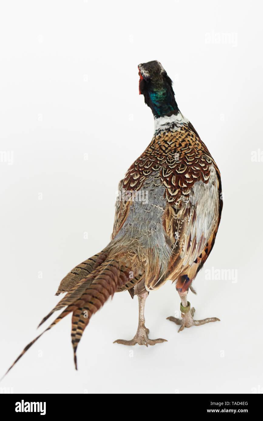 Back view of pheasant isolated on white studio background Stock Photo ...