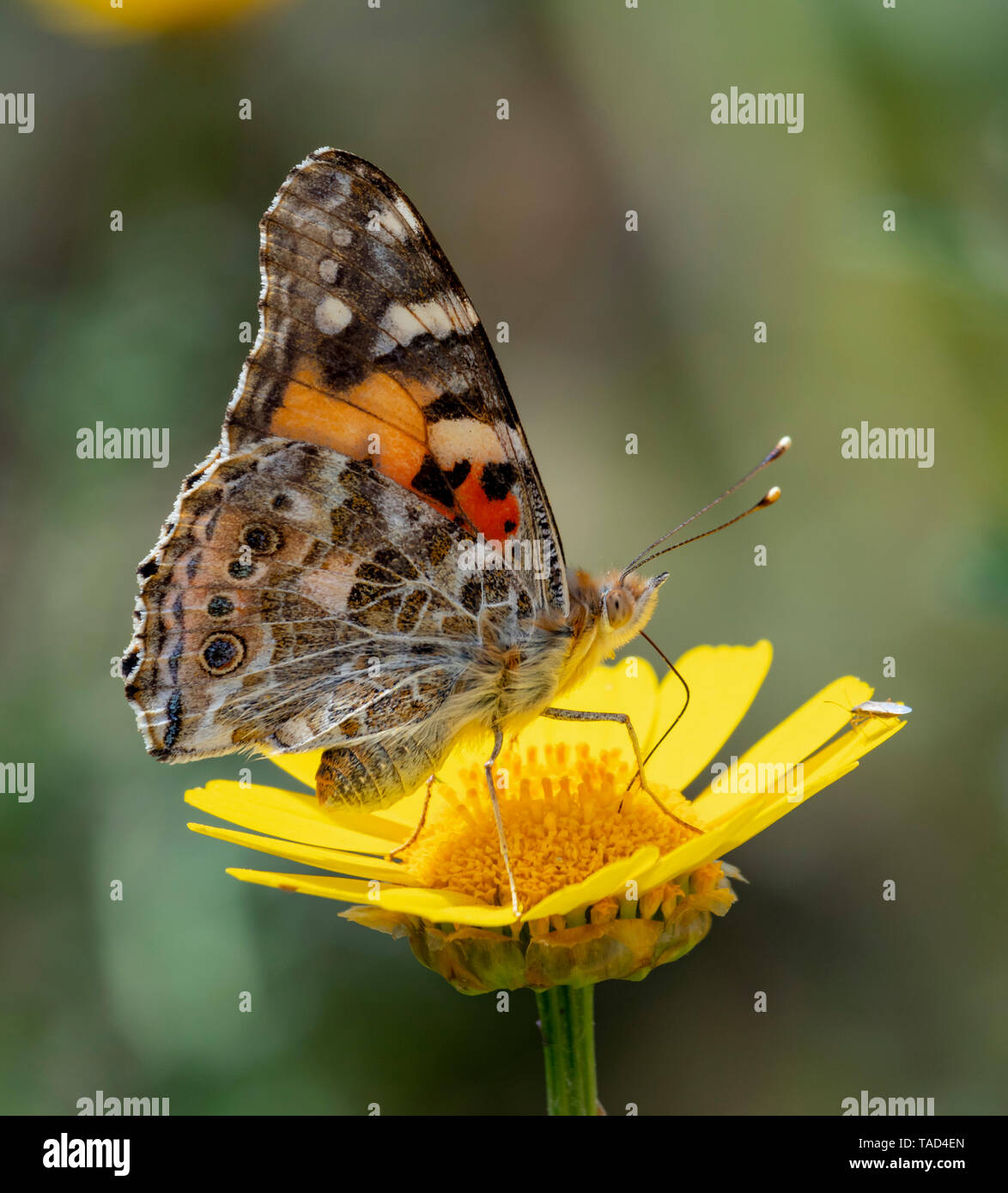 summer butterfly in northern Israel Stock Photo - Alamy