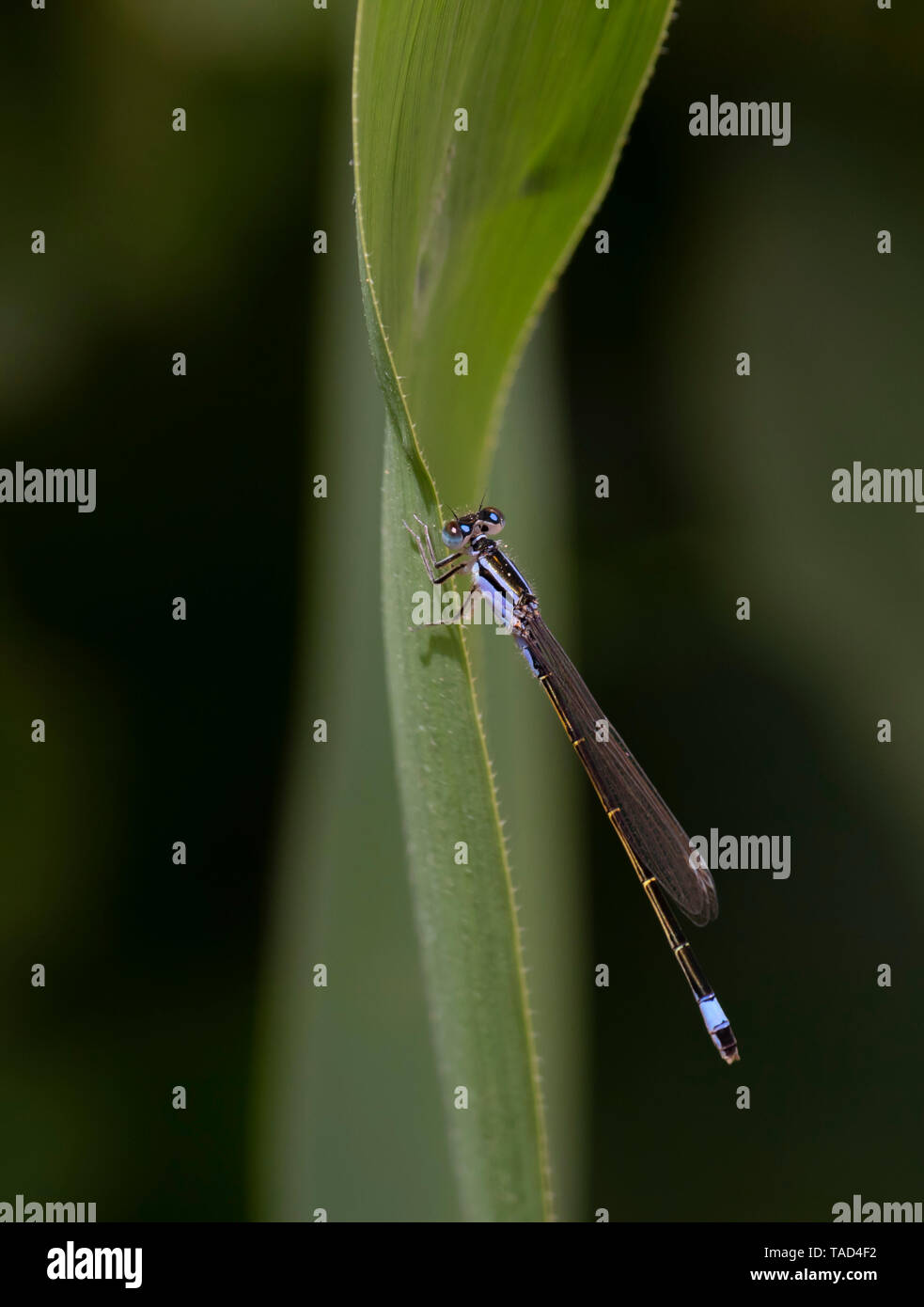 colorful damselfly in northern Israel Stock Photo - Alamy