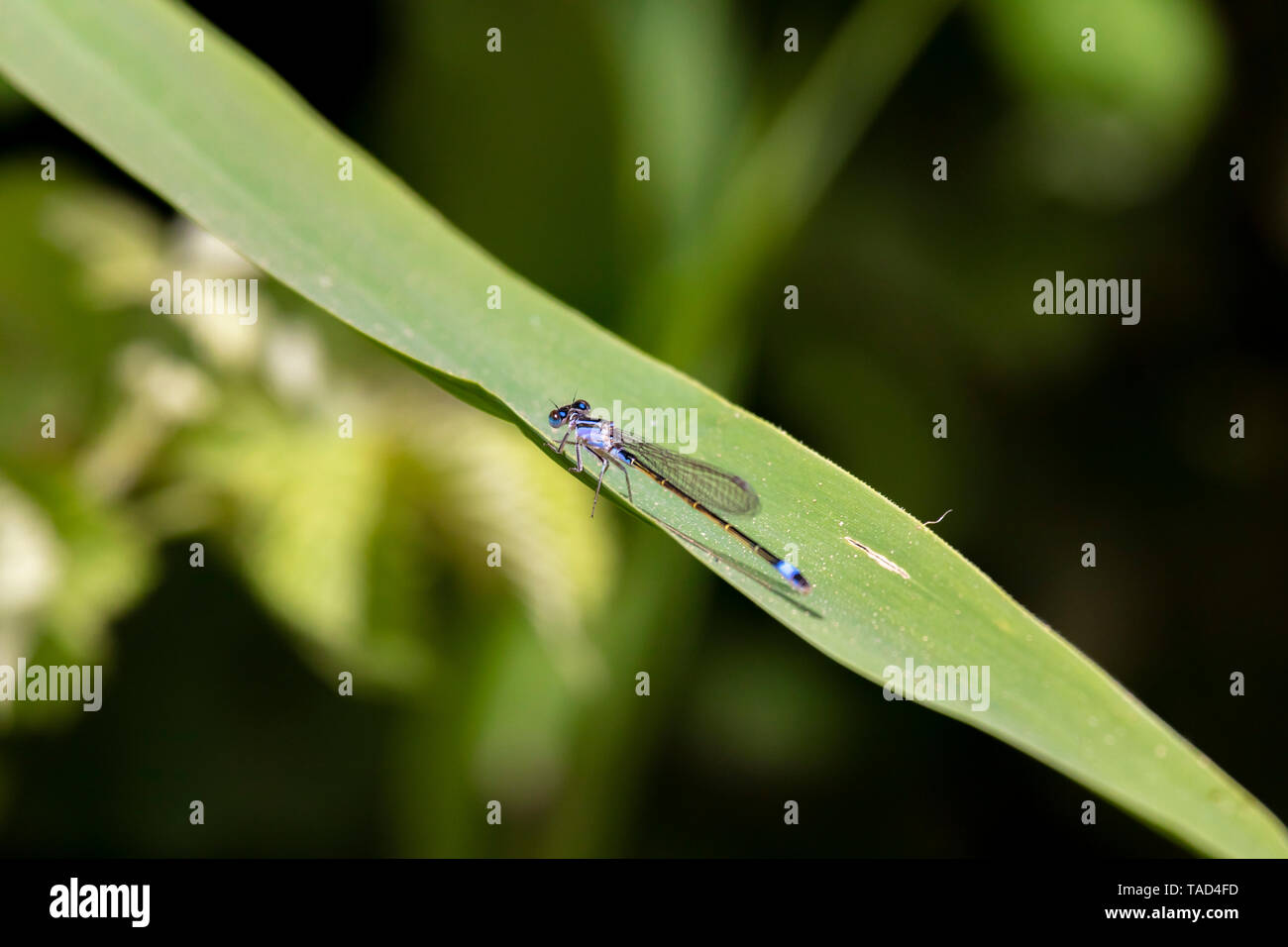 colorful damselfly in northern Israel Stock Photo - Alamy
