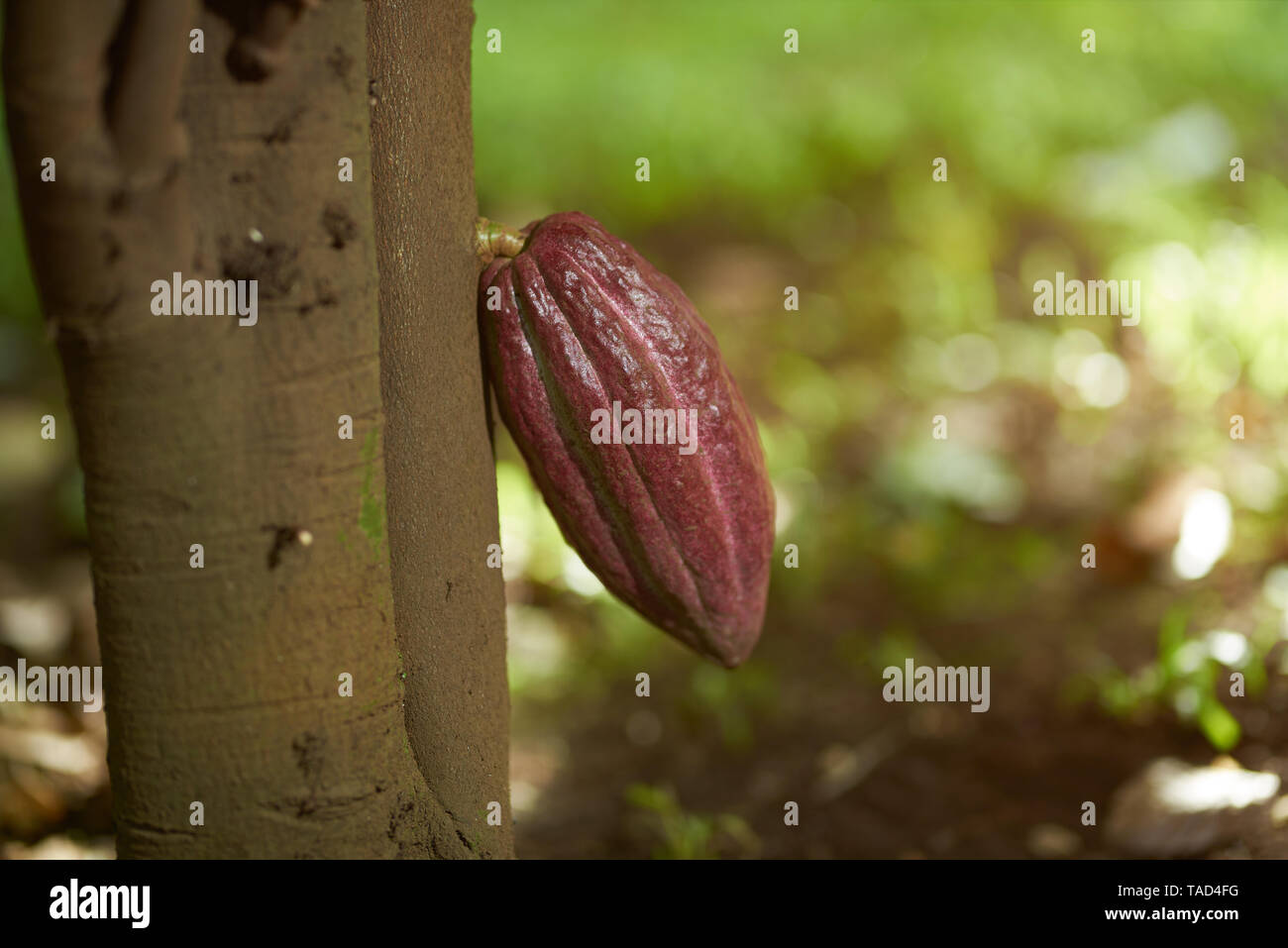 Bright red seed pods hi-res stock photography and images - Alamy