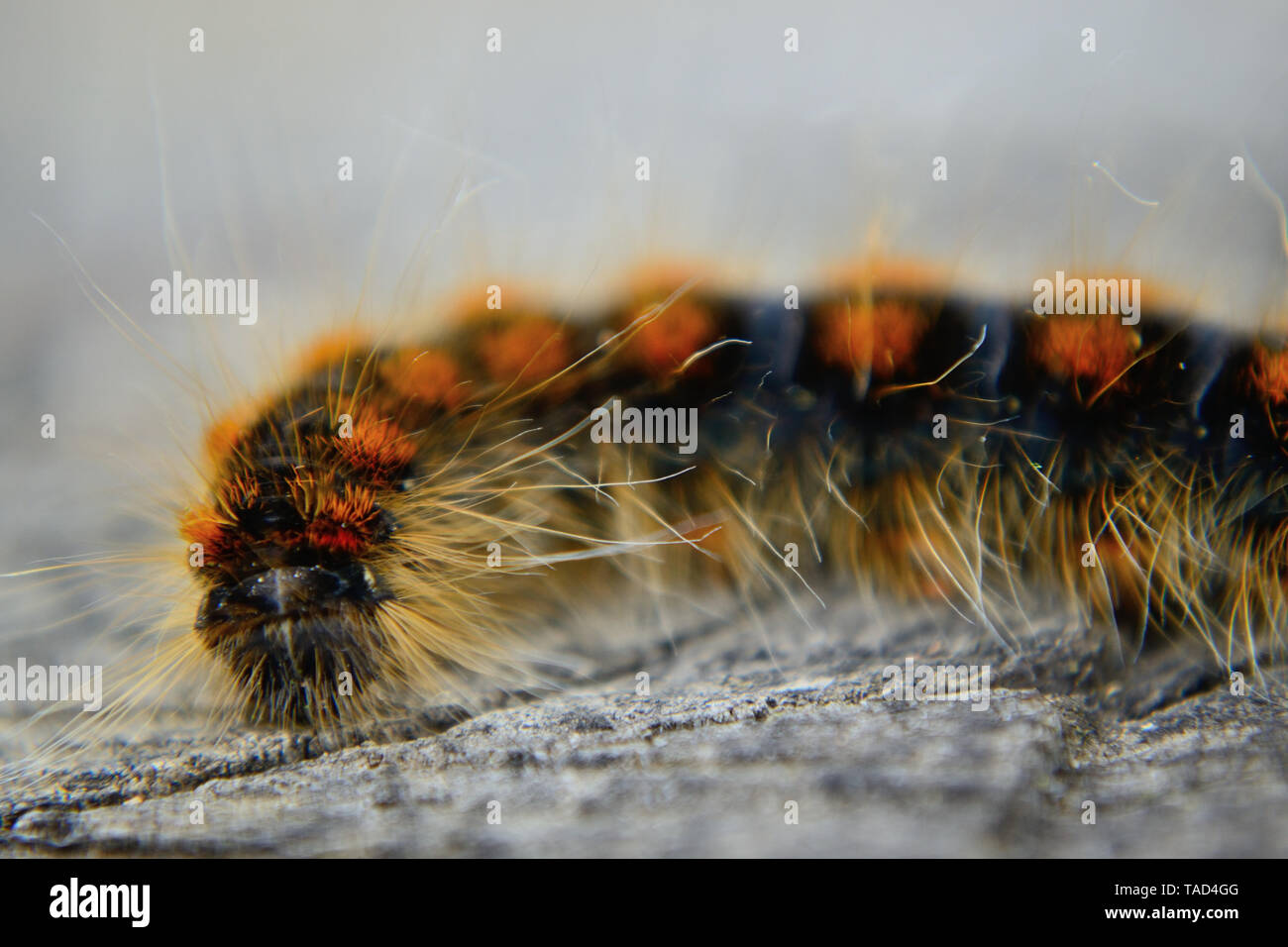 Gypsy moth caterpillar hi-res stock photography and images - Alamy