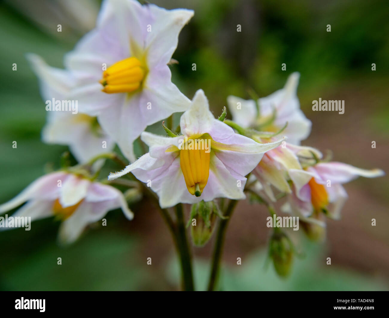 Solanum tuberosum flower hi-res stock photography and images - Alamy