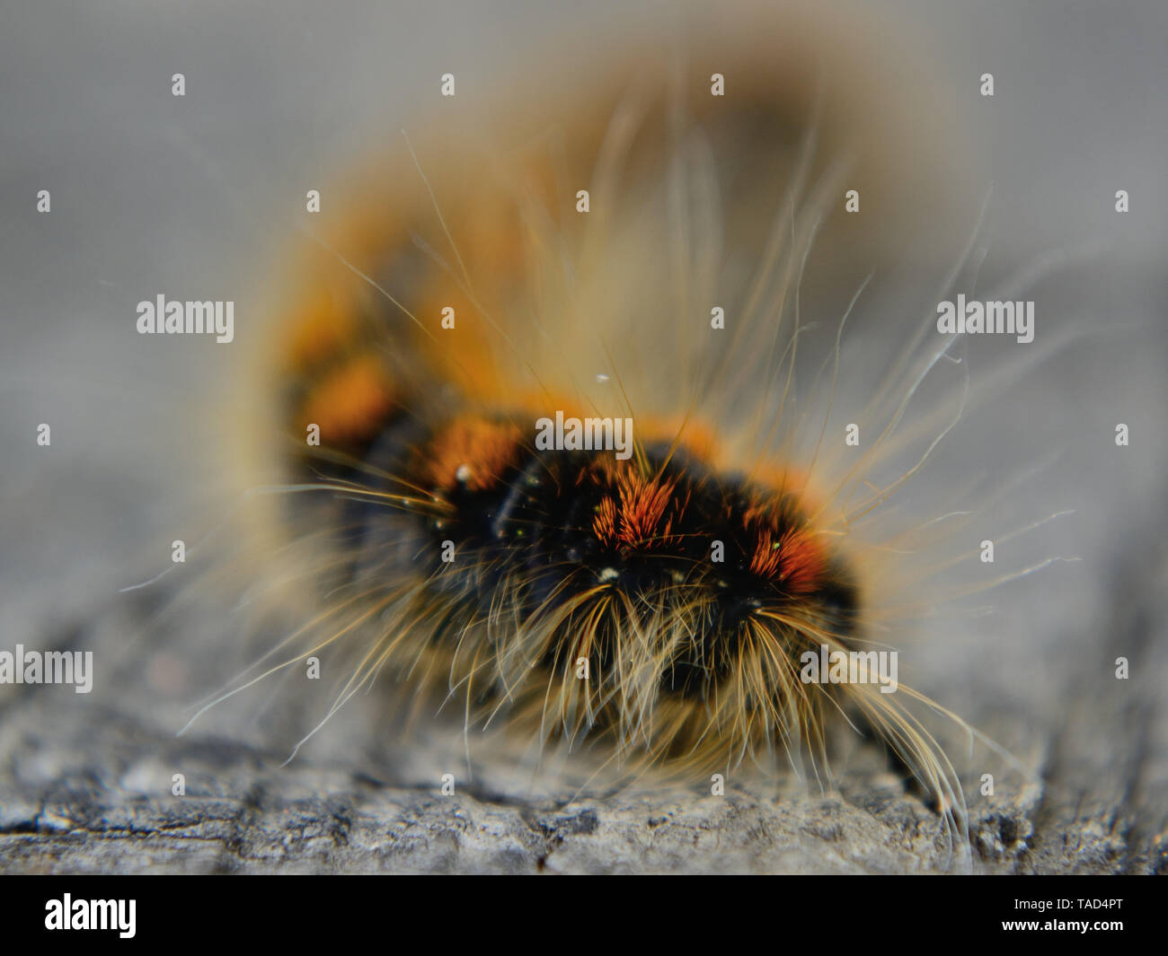 Close up of European gypsy moth caterpillar , Lymantria dispar dispar ...