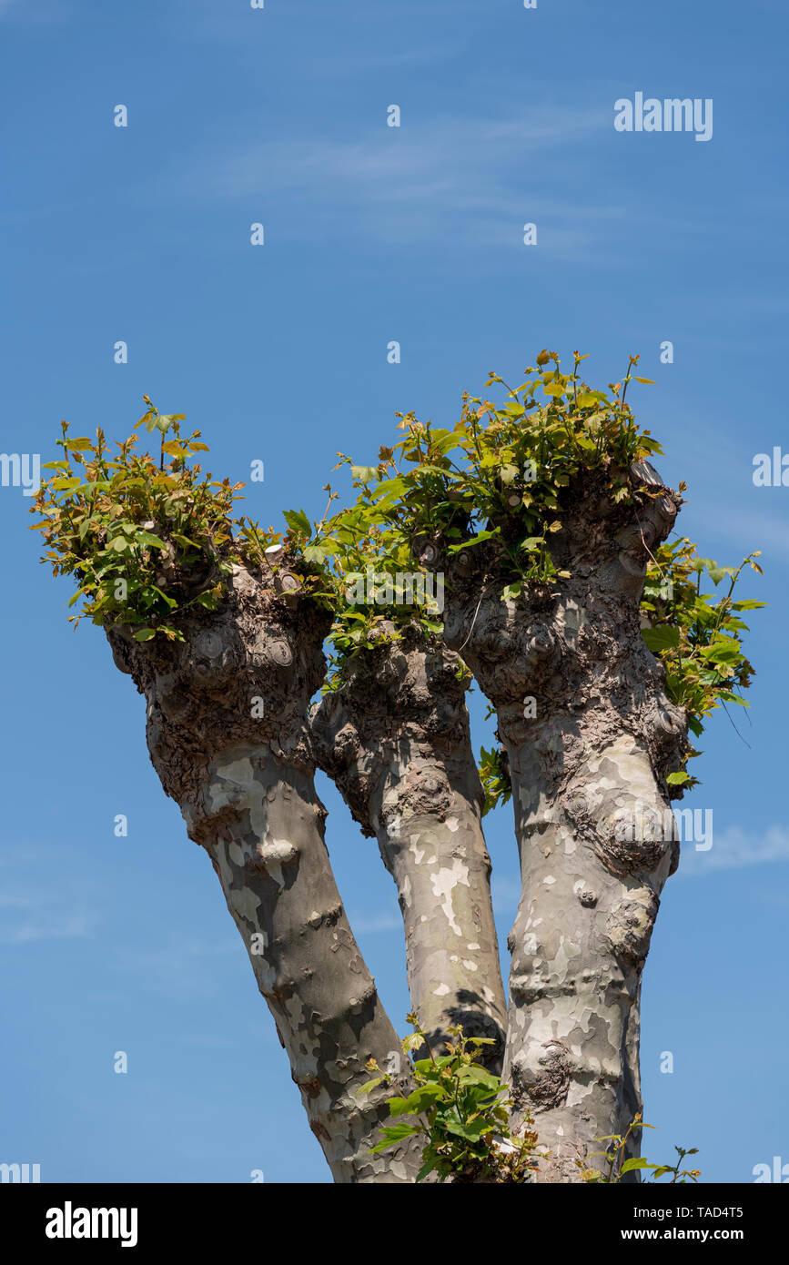 Pollarded tree hi-res stock photography and images - Alamy
