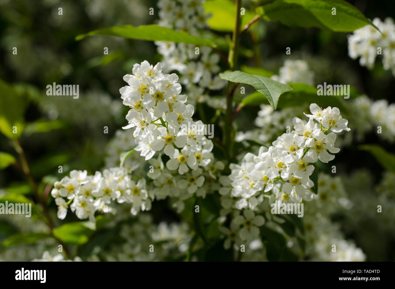 Blooming hackberry tree hi-res stock photography and images - Alamy