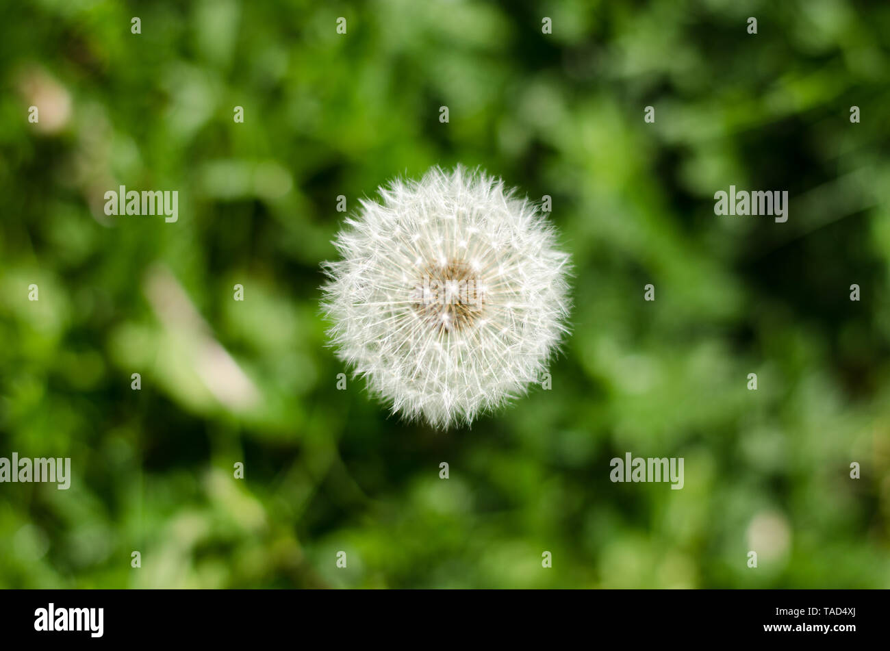 Taraxacum, dandelion turned into "ready for flight" seeds in the grass ...