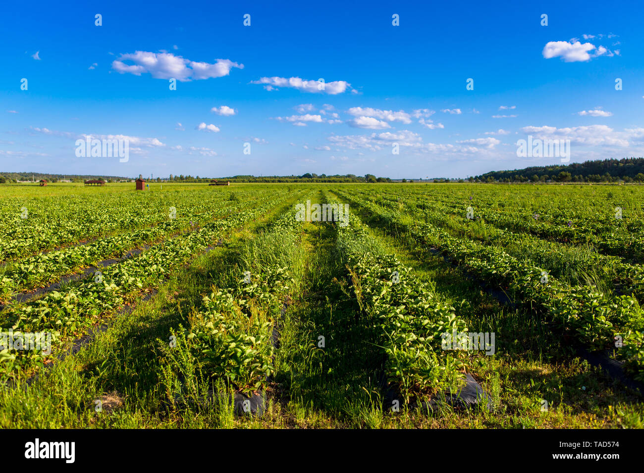 Rows of Strawberry plants in a strawberry field. Farming in the ...