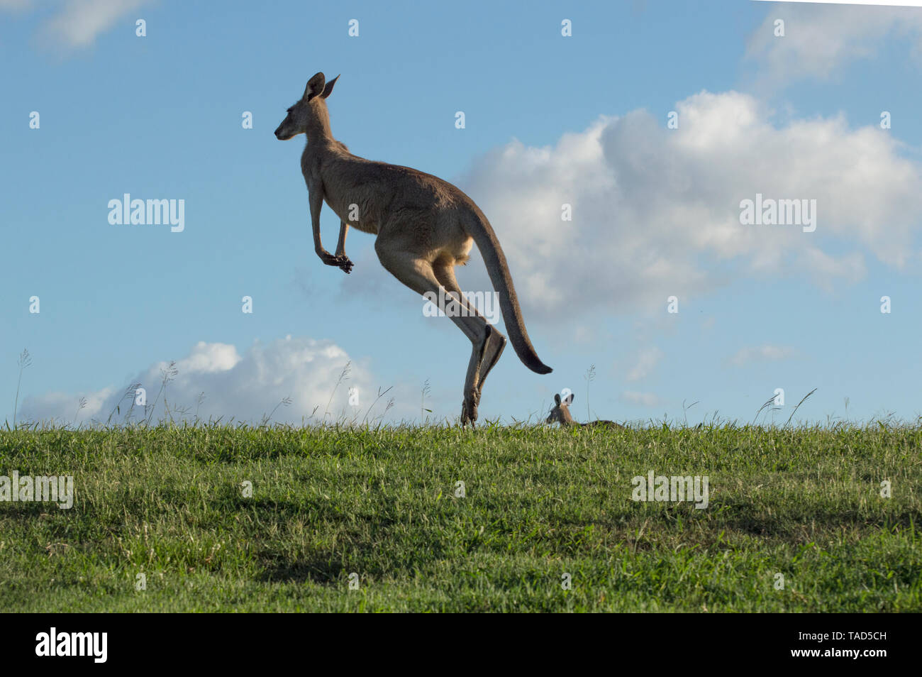 Blue kangaroo hi-res stock photography and images - Alamy