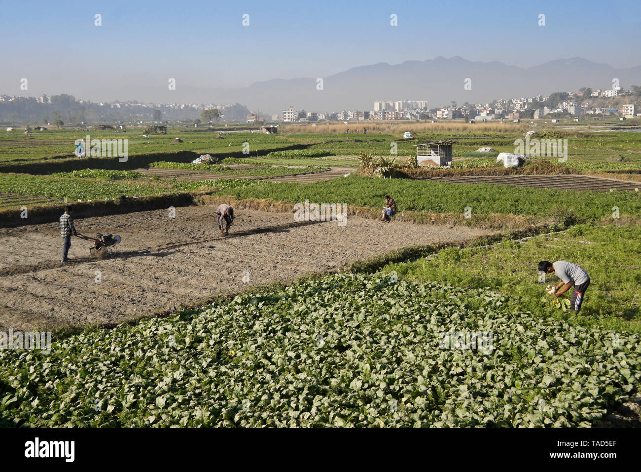 Farmers harvesting white globe radishes, tilling soil, and building ...