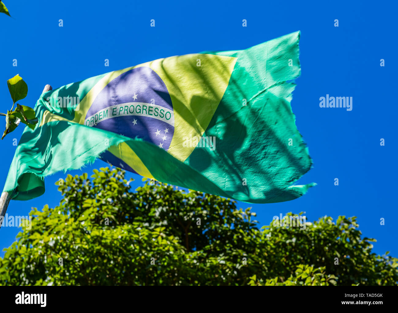 Flag of Brazil torn. Flag of Brazil blowing on a background of nature ...