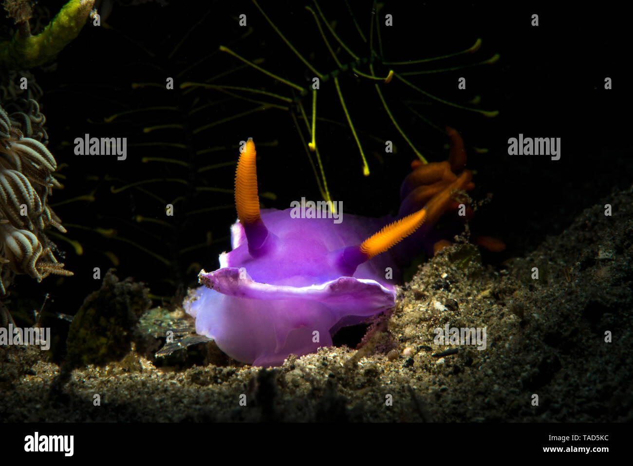 Hypselodoris sea slug hi-res stock photography and images - Alamy