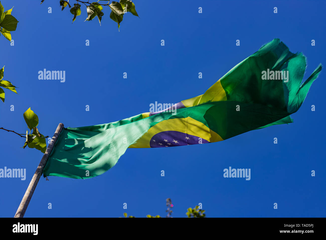 Flag of Brazil torn. Flag of Brazil blowing on a background of nature ...
