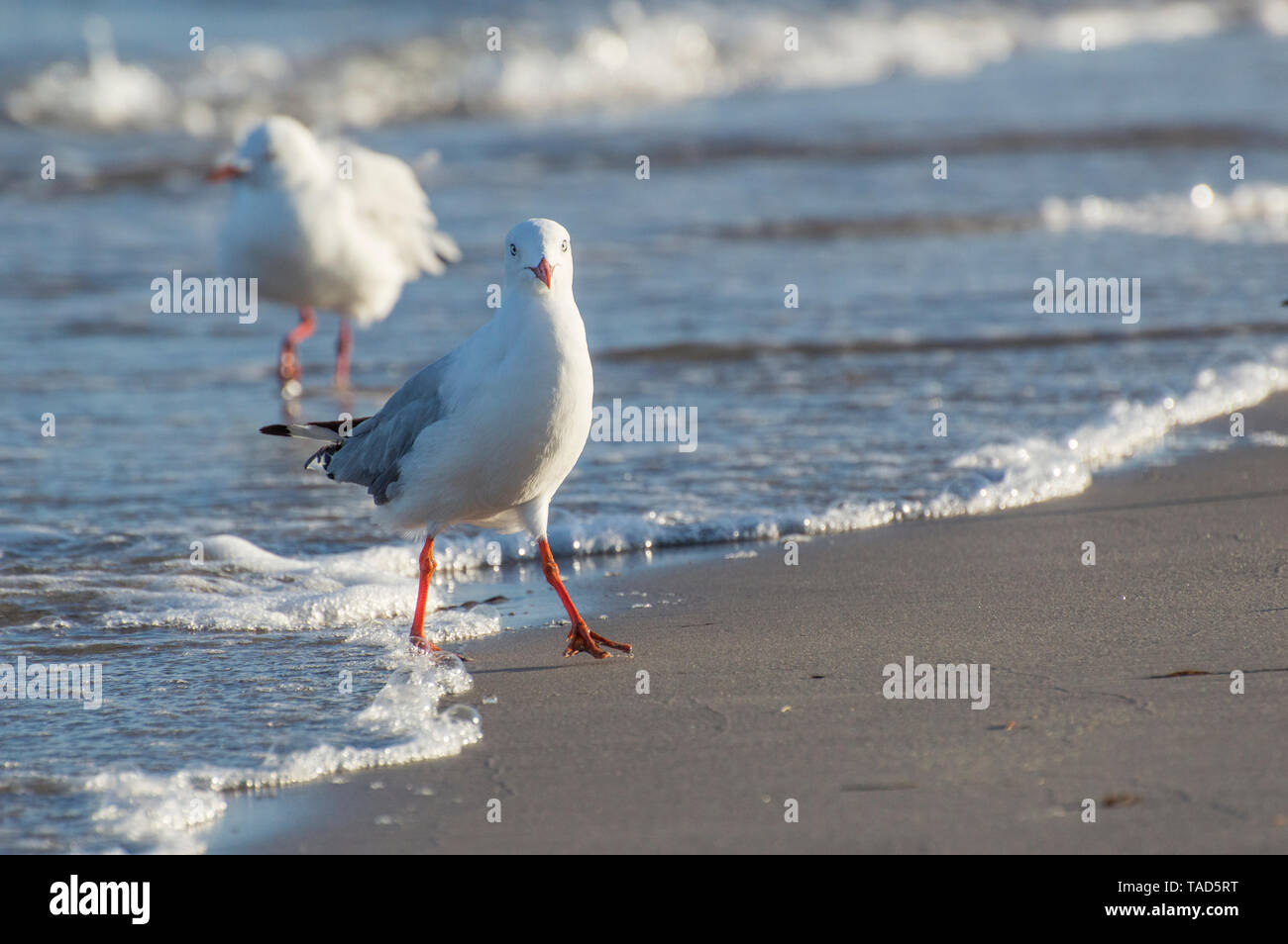 Seagull looking camera hi-res stock photography and images - Alamy
