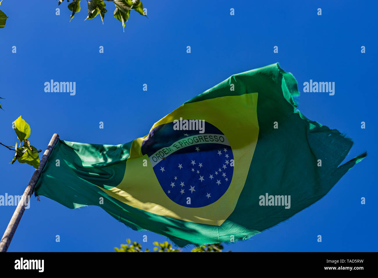 Flag of Brazil torn. Flag of Brazil blowing on a background of nature ...