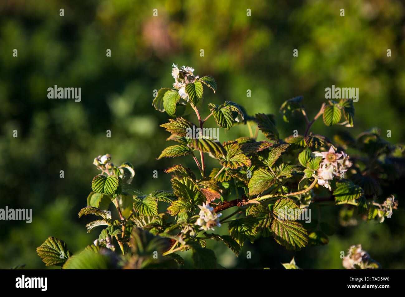 shrub of blueberries, bushes with future berries against the blue sky ...