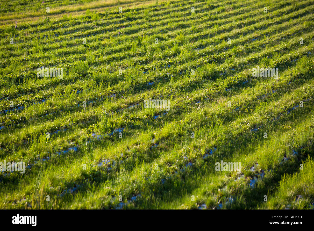 A field with rows of strawberries is a top view. Agriculture for ...