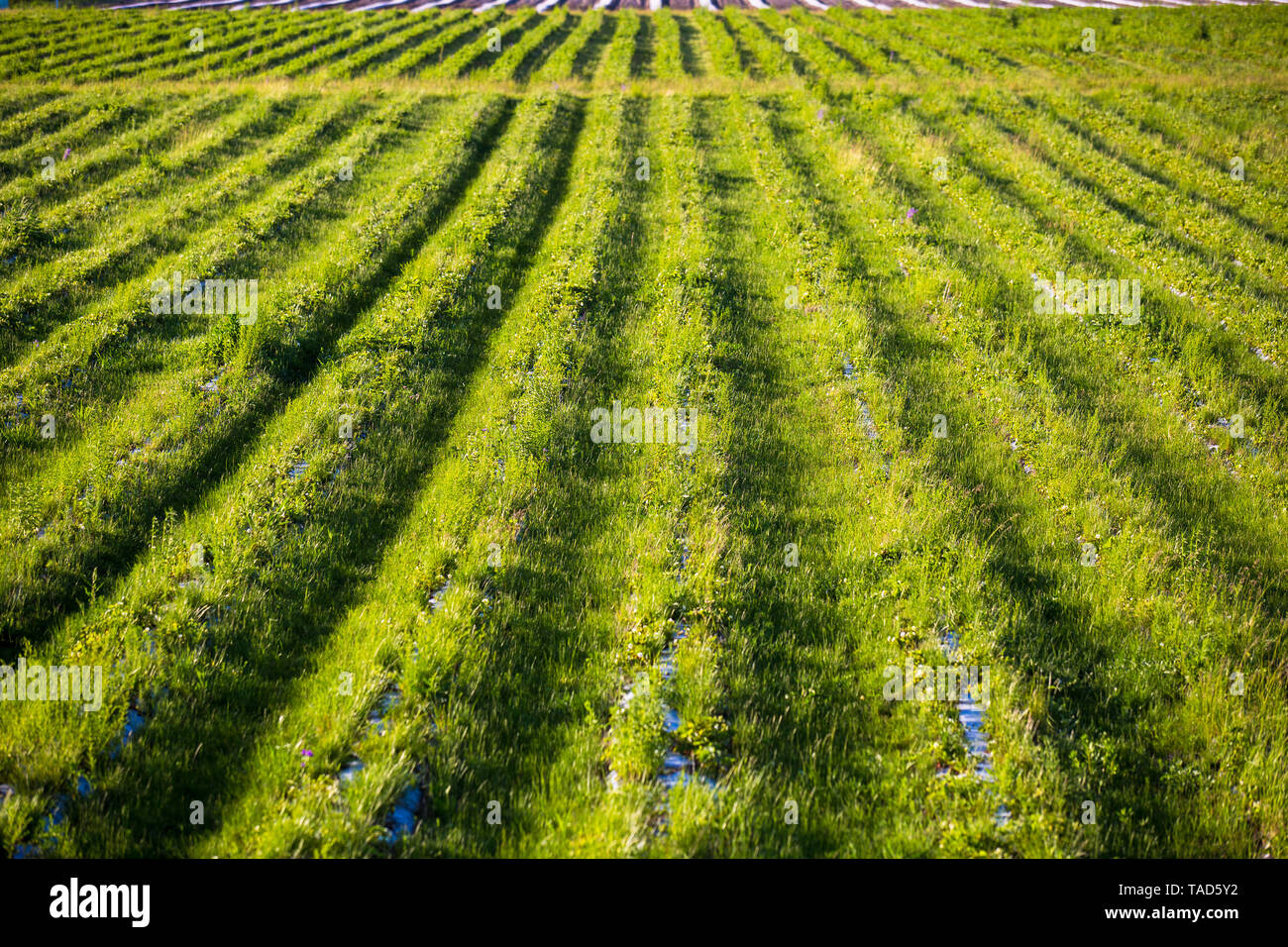 A field with rows of strawberries is a top view. Agriculture for ...