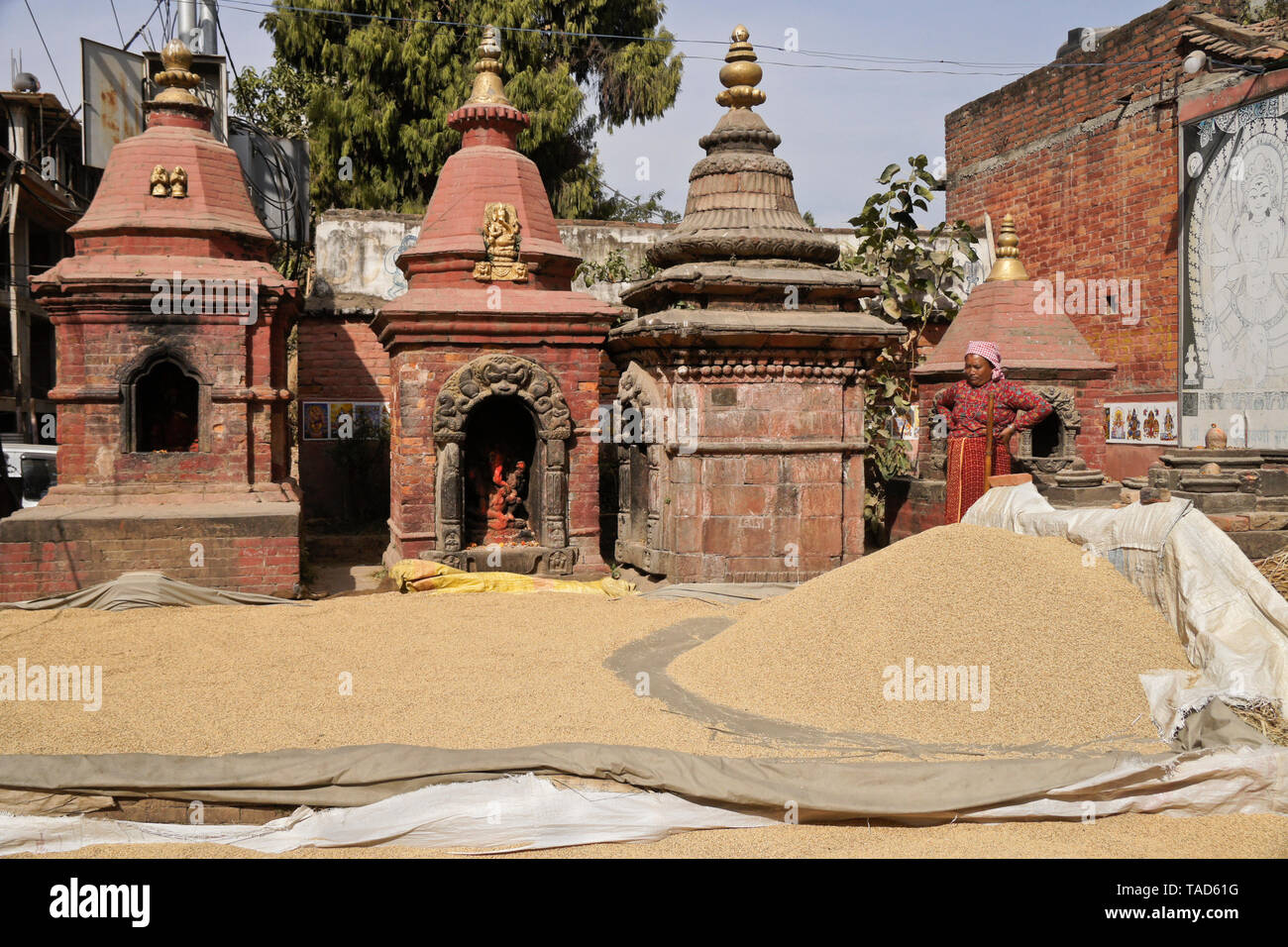 Harvested rice drying in the sun next to Hindu shrines, Bhaktapur ...