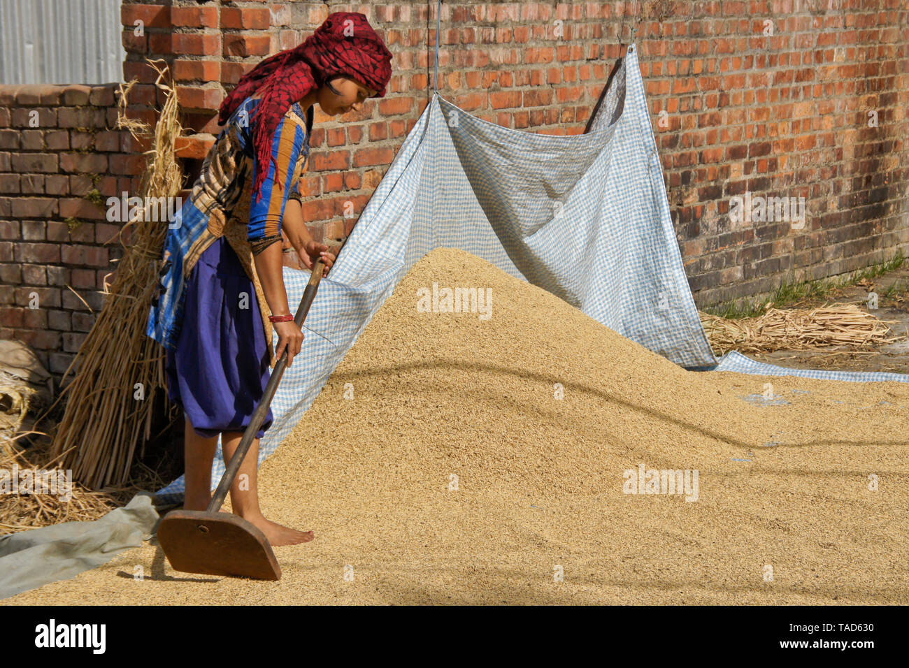 Woman spreading harvested rice to dry in sun, Bhaktapur, Kathmandu ...