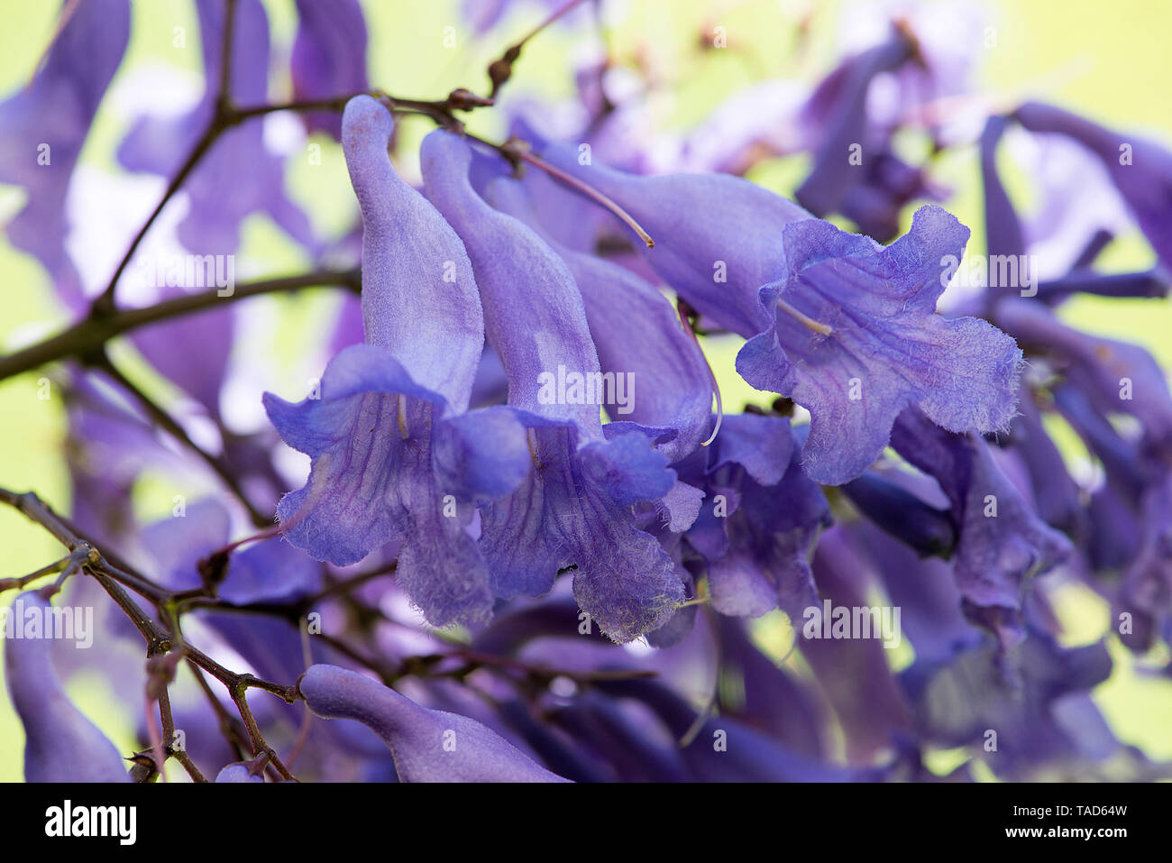 Jacaranda tree with flowers hi-res stock photography and images - Alamy