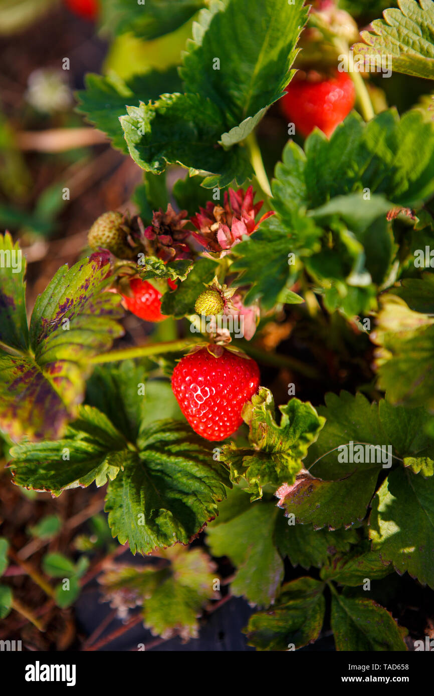 Red berry, a strawberry ripened on a bush in the field. Agriculture to ...