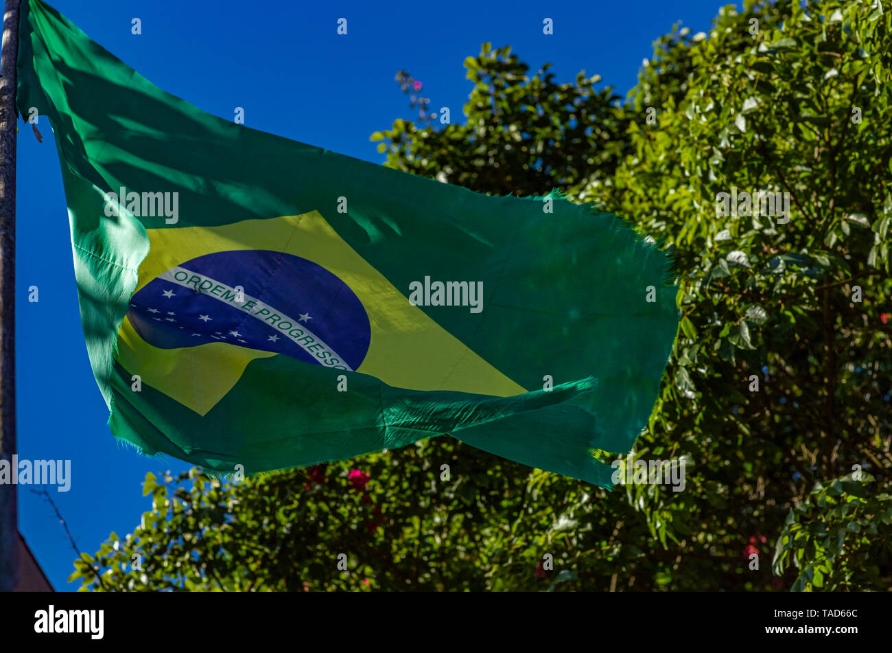 Flag of Brazil torn. Flag of Brazil blowing on a background of nature ...