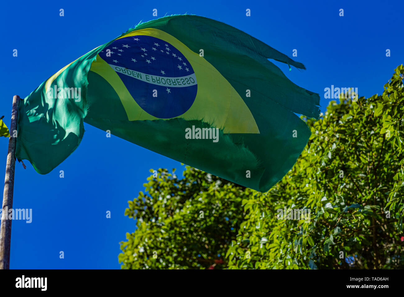 Flag of Brazil torn. Flag of Brazil blowing on a background of nature ...