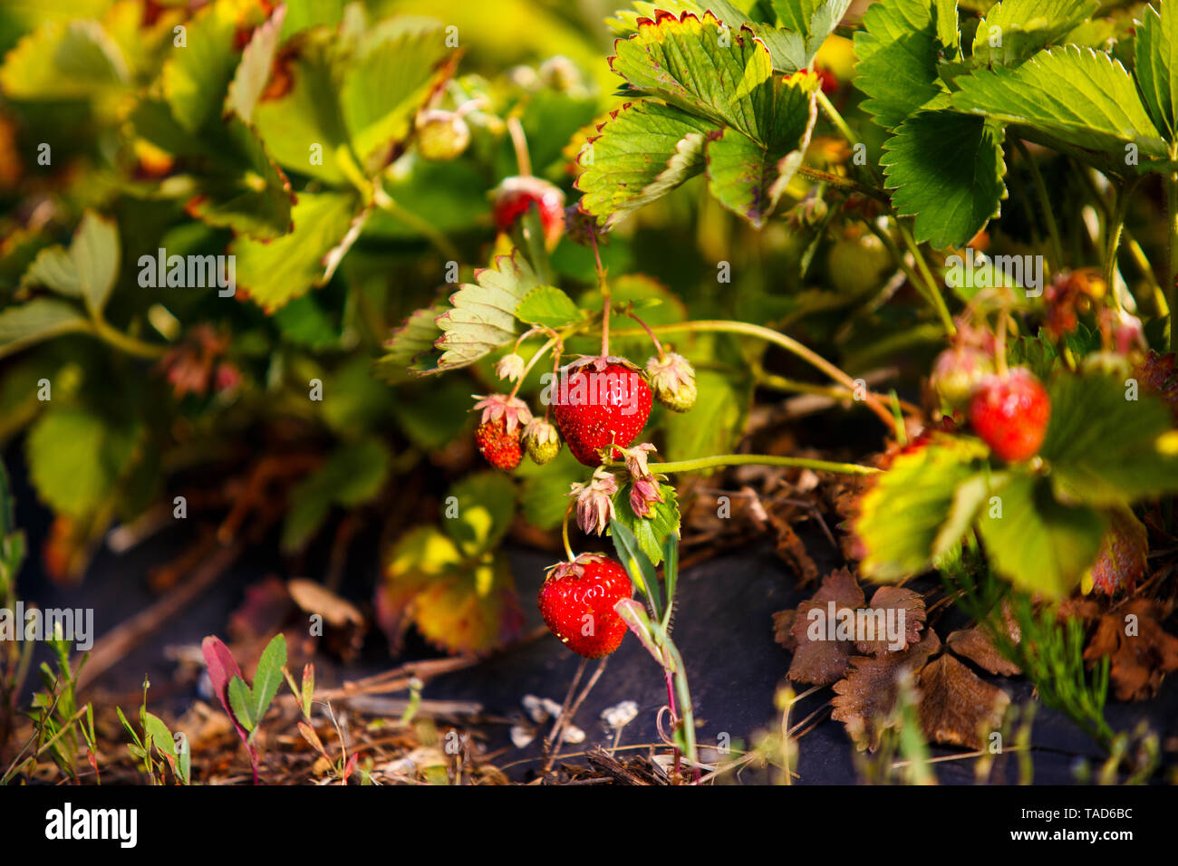 Red berry, a strawberry ripened on a bush in the field. Agriculture to ...