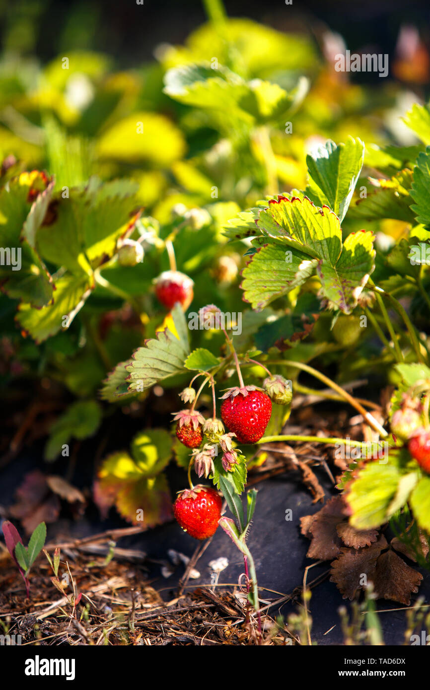 Red berry, a strawberry ripened on a bush in the field. Agriculture to ...