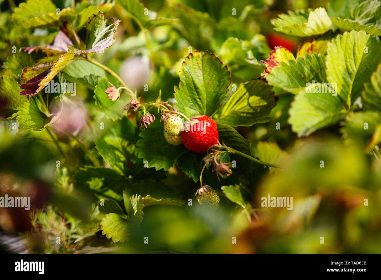 Red berry, a strawberry ripened on a bush in the field. Agriculture to ...