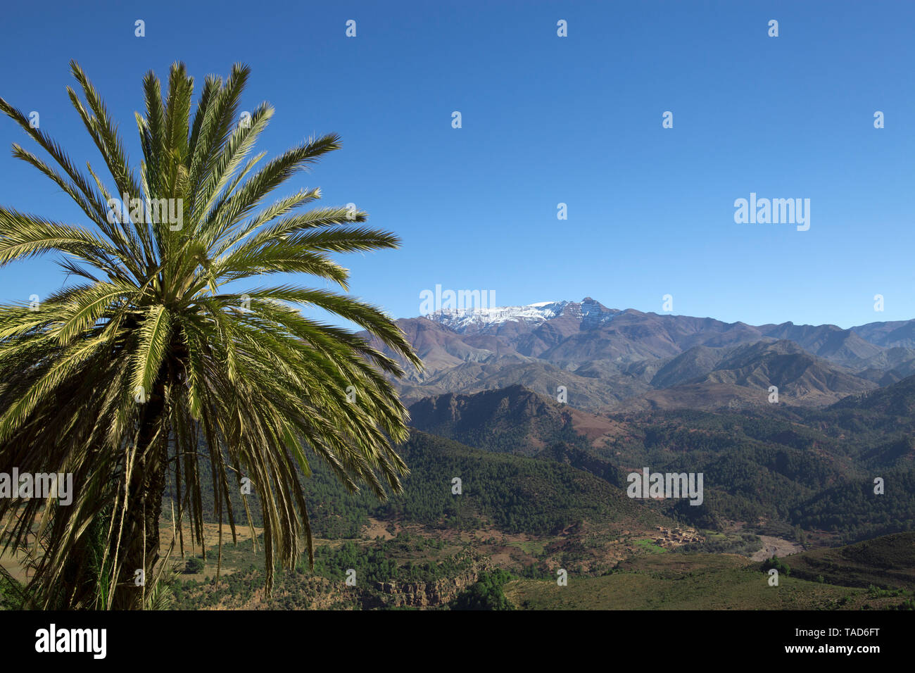 Palm tree in front of atlas mountains hi-res stock photography and ...