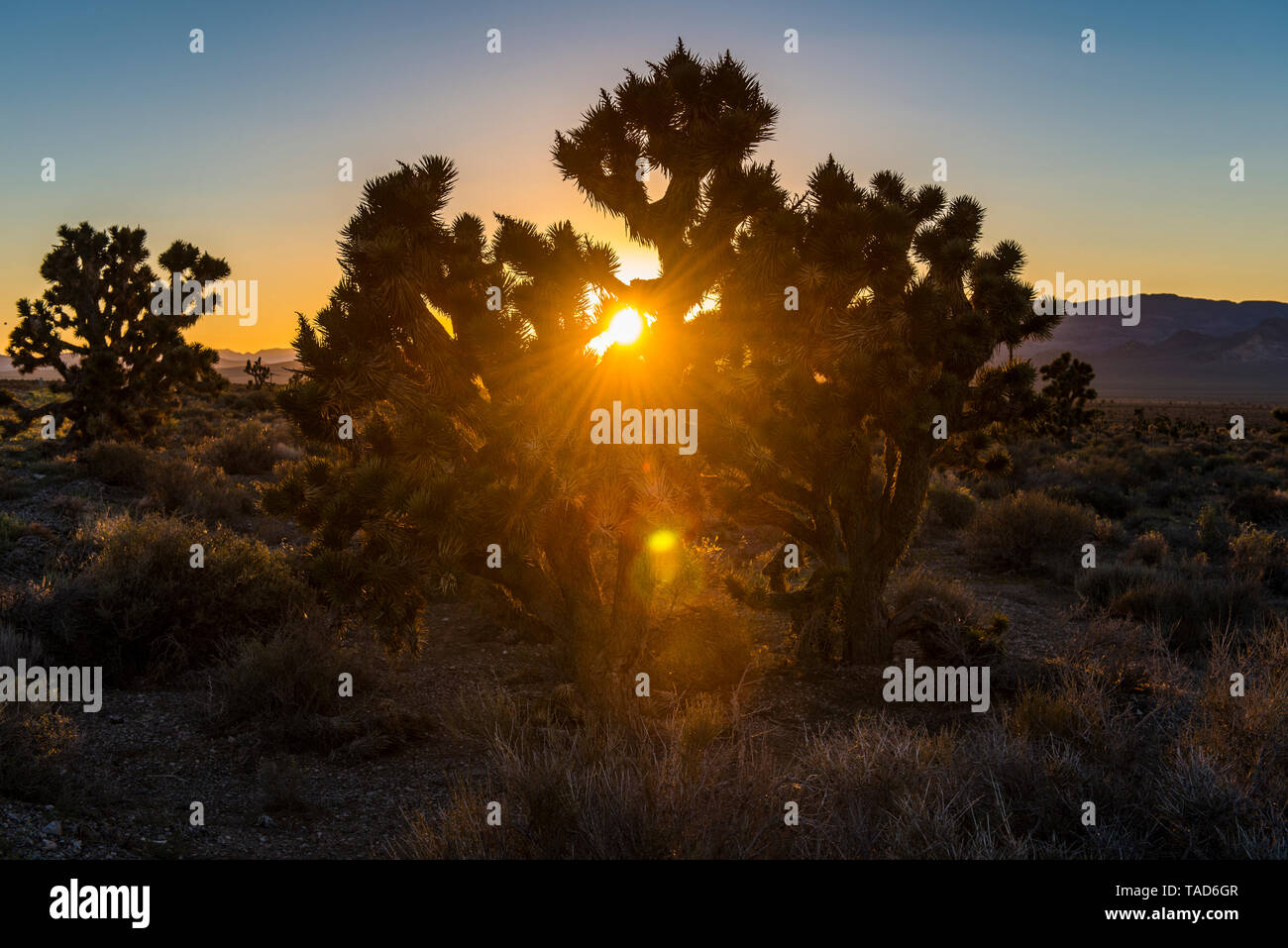 Bushes in the desert hi-res stock photography and images - Alamy