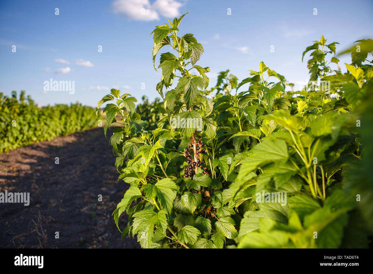 shrub of blueberries, bushes with future berries against the blue sky ...