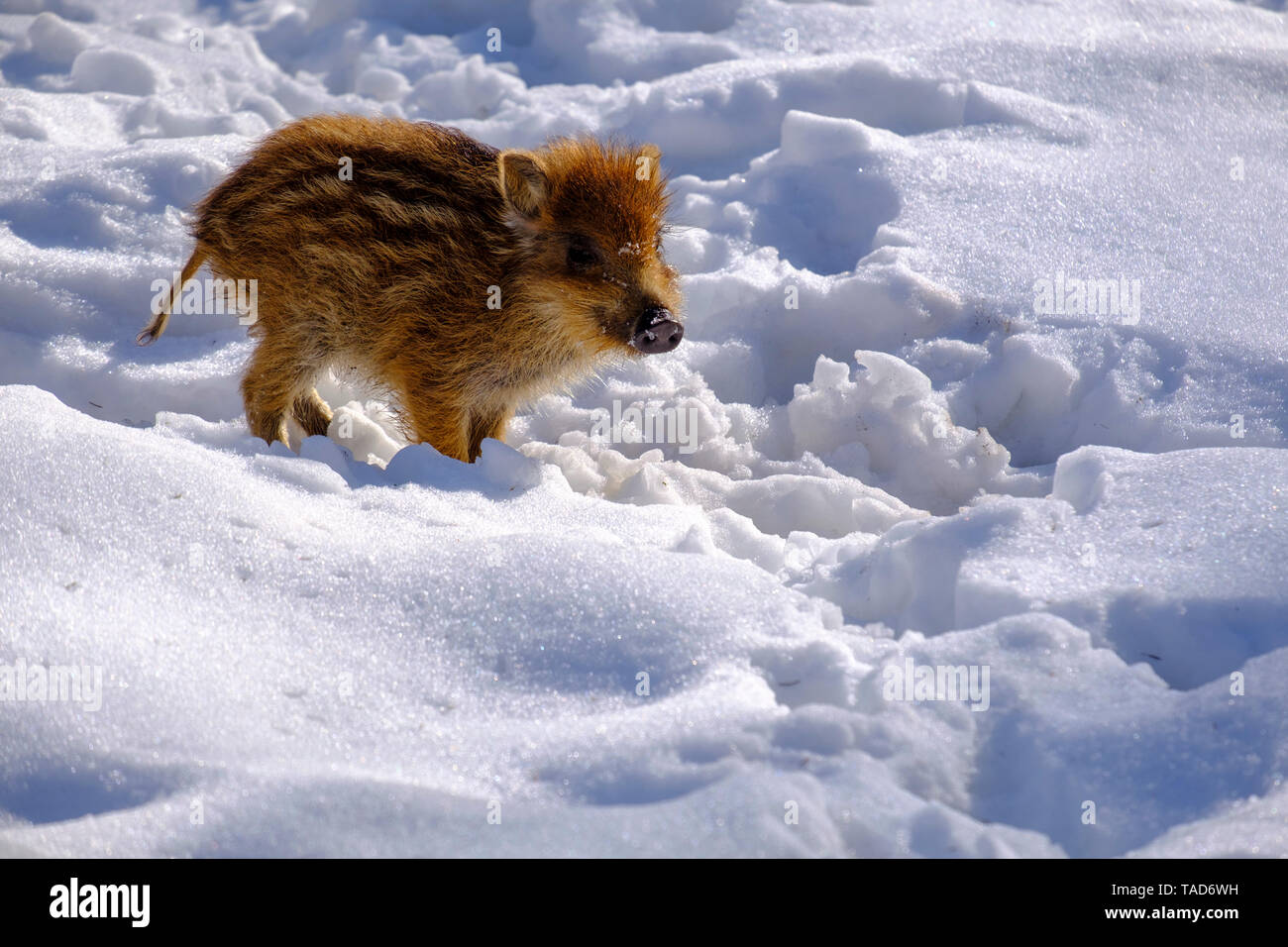 Wild boar shote in snow Stock Photo - Alamy