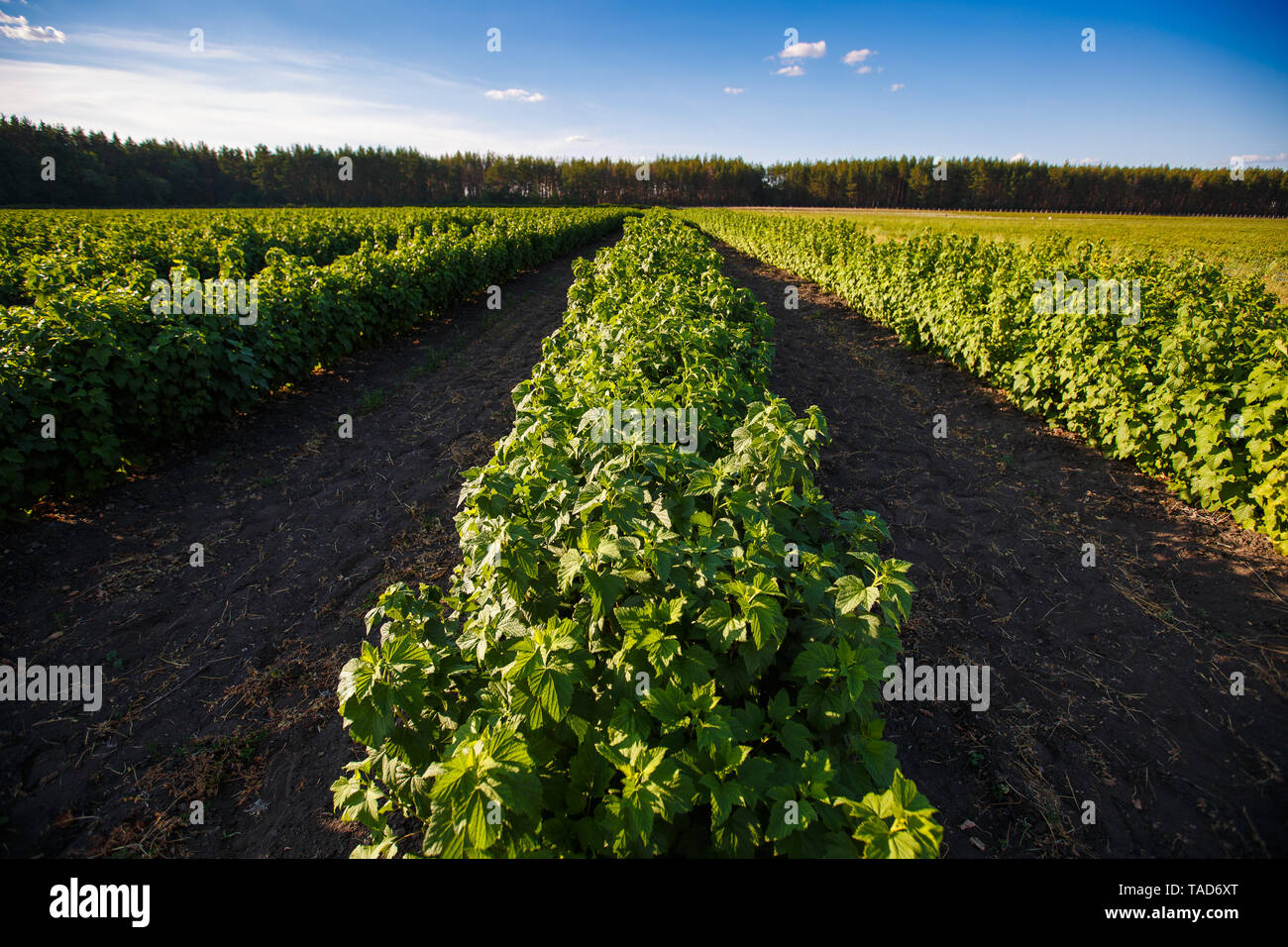shrub of blueberries, bushes with future berries against the blue sky ...