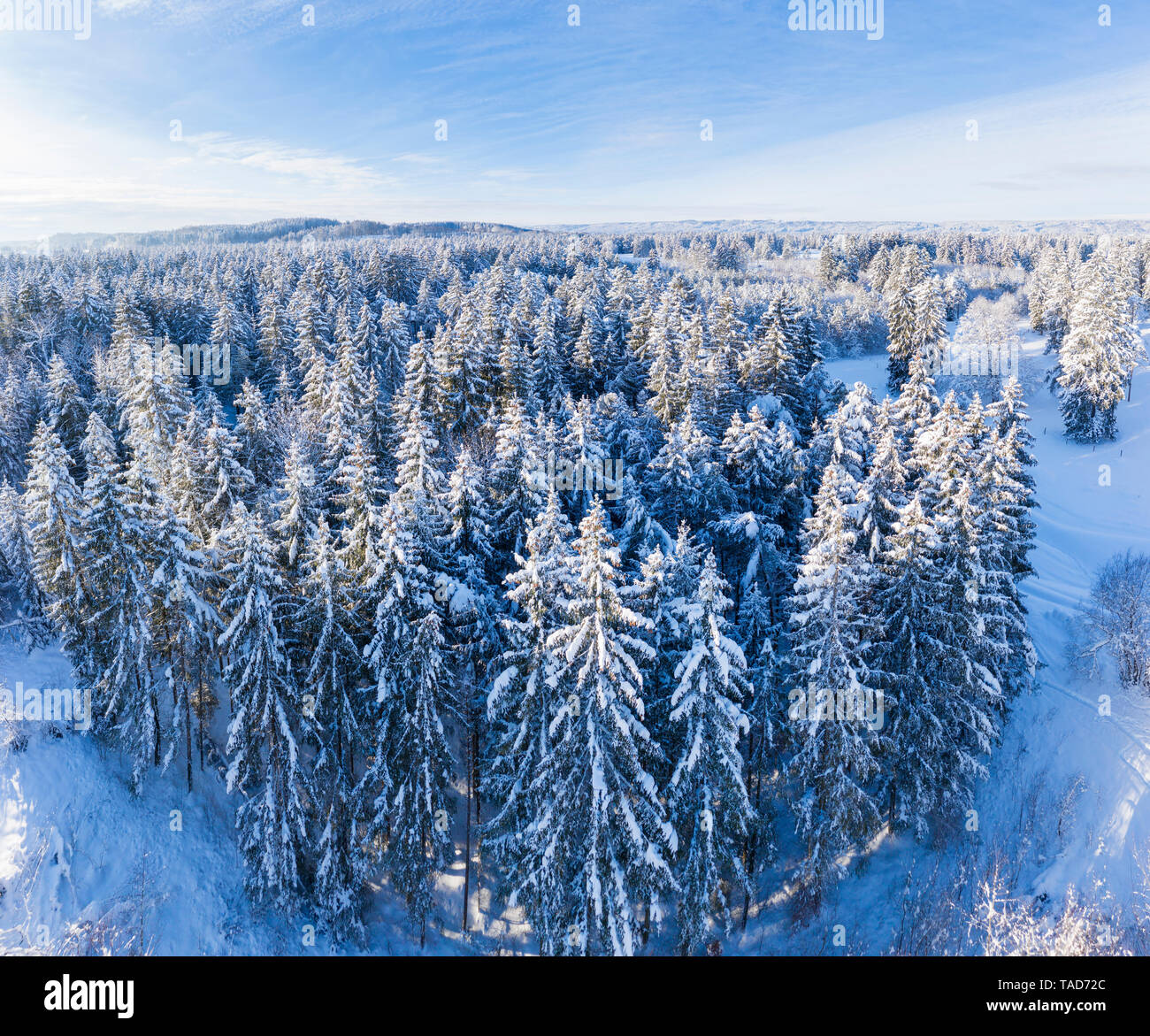 Aerial view conifer forest forest hi-res stock photography and images ...