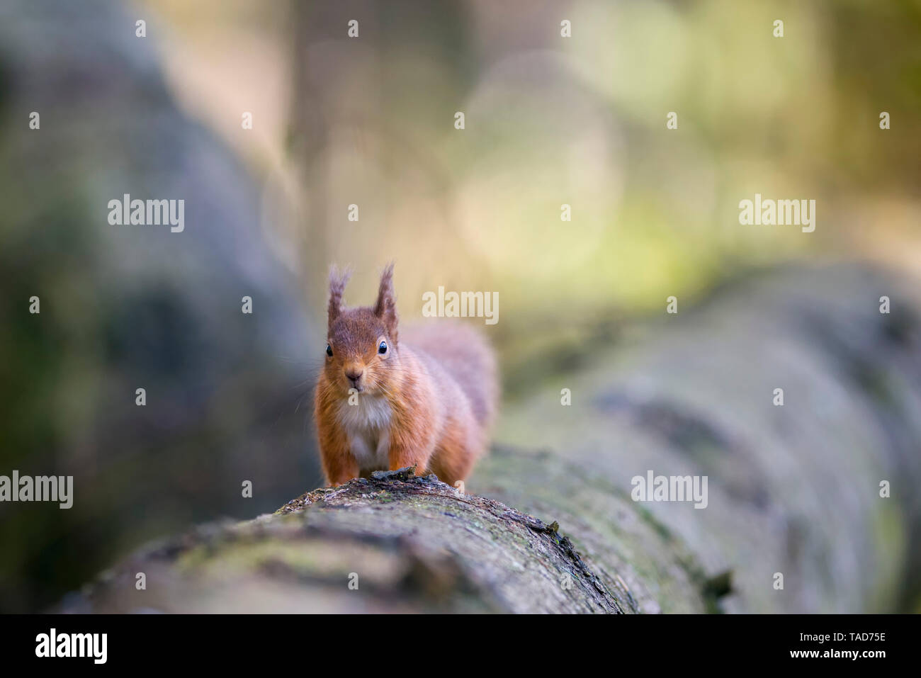 Squirrel on trunk tree hi-res stock photography and images - Alamy