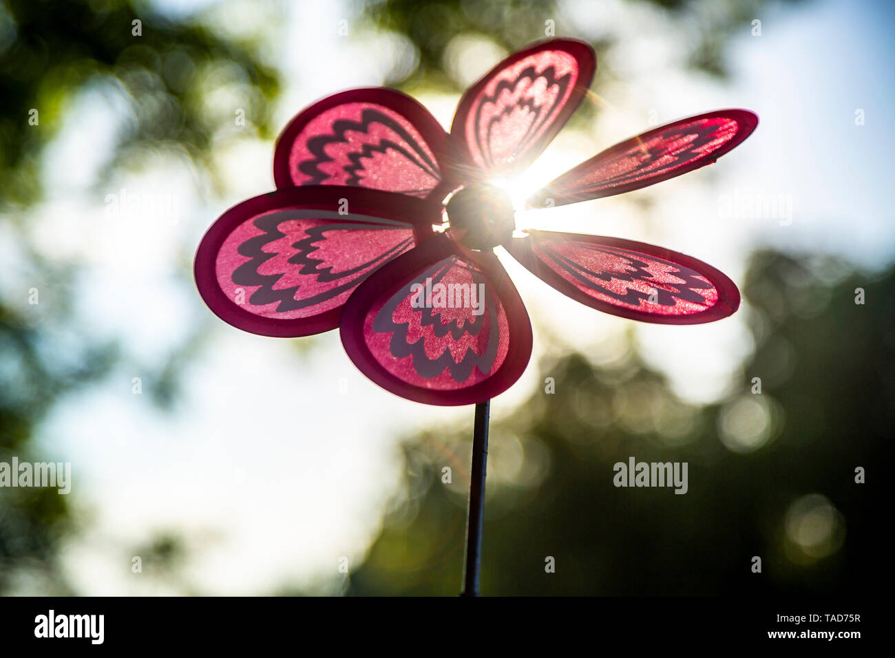 Pinwheel Flower High Resolution Stock Photography and Images - Alamy