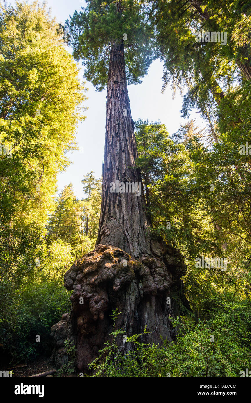 USA, California, Redwood State Park, giant redwood tree Stock Photo - Alamy