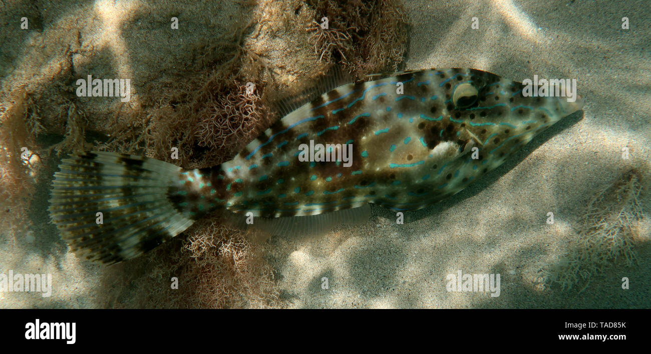 The filefish are a family of tropical to subtropical tetraodontiform ...