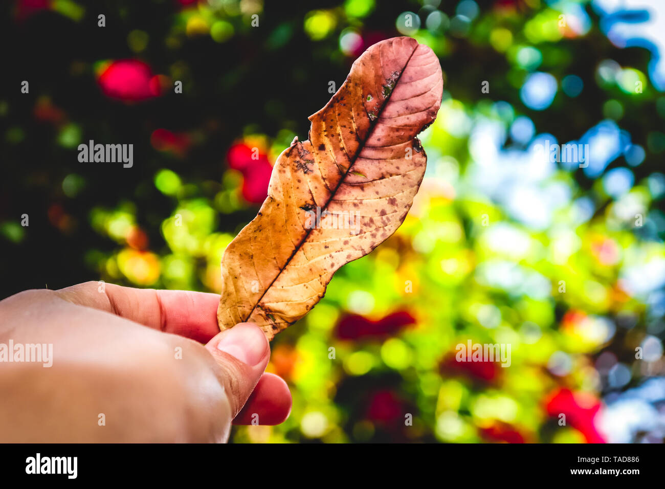 Hand holding leaf hi-res stock photography and images - Alamy
