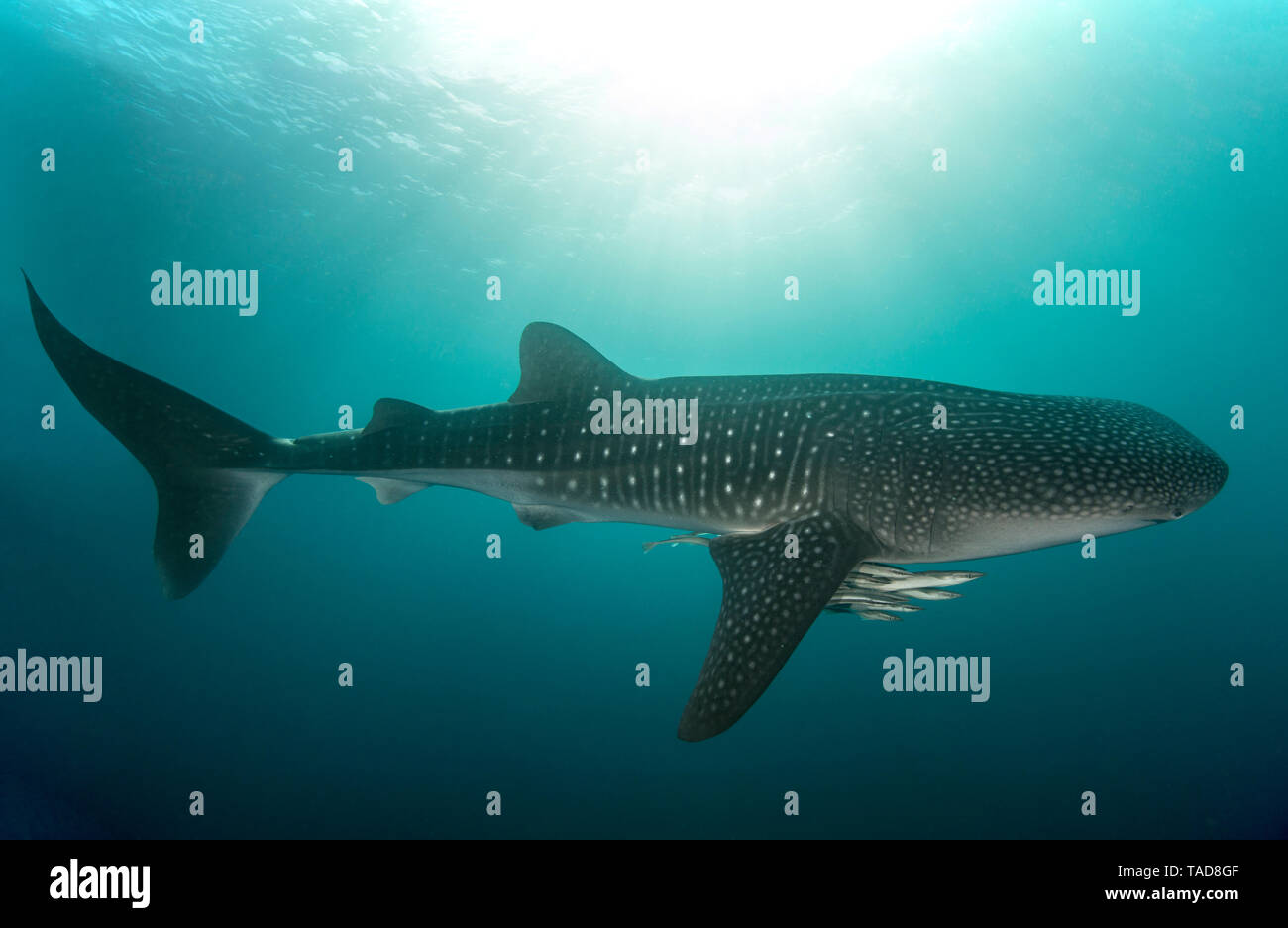 Whale shark with cleaner fish Stock Photo - Alamy
