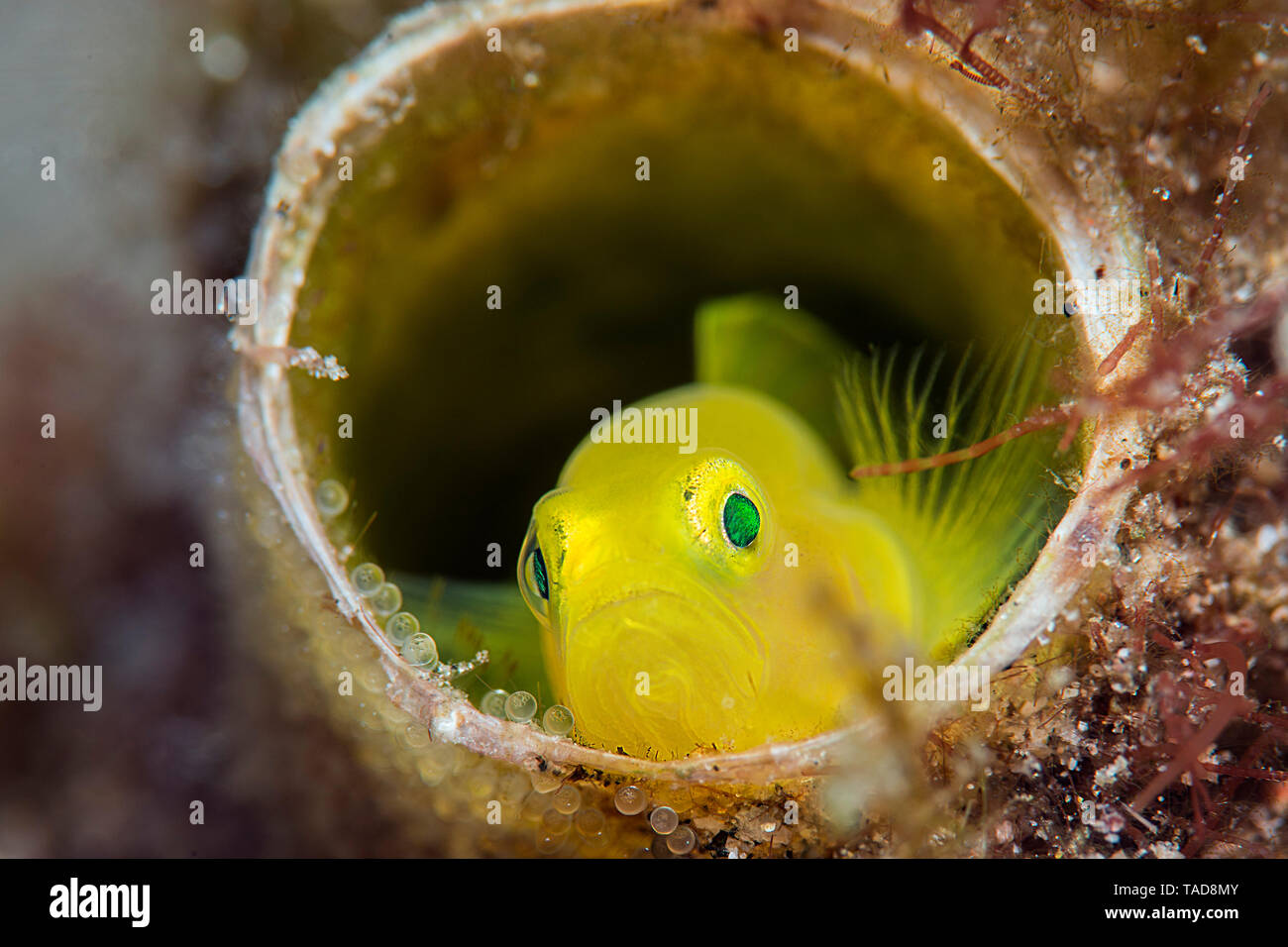 Yellow pygmy goby, Lubricogobius exiguus Stock Photo - Alamy